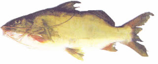 Criaturas de Henry: Bagre